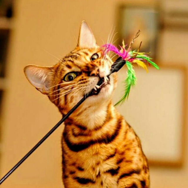 Telegram channel "Animals World" — @animals_telegram — TGStat