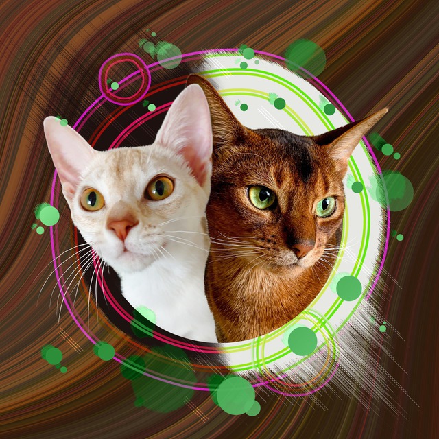 Telegram-канал "Кот Котангенс" — @cotangens_abycat — TGStat